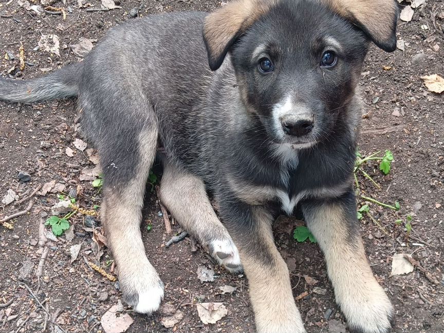 Восточноевропейская овчарка