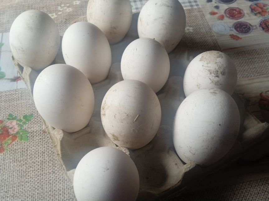 Яйцо гусиное инкубационное