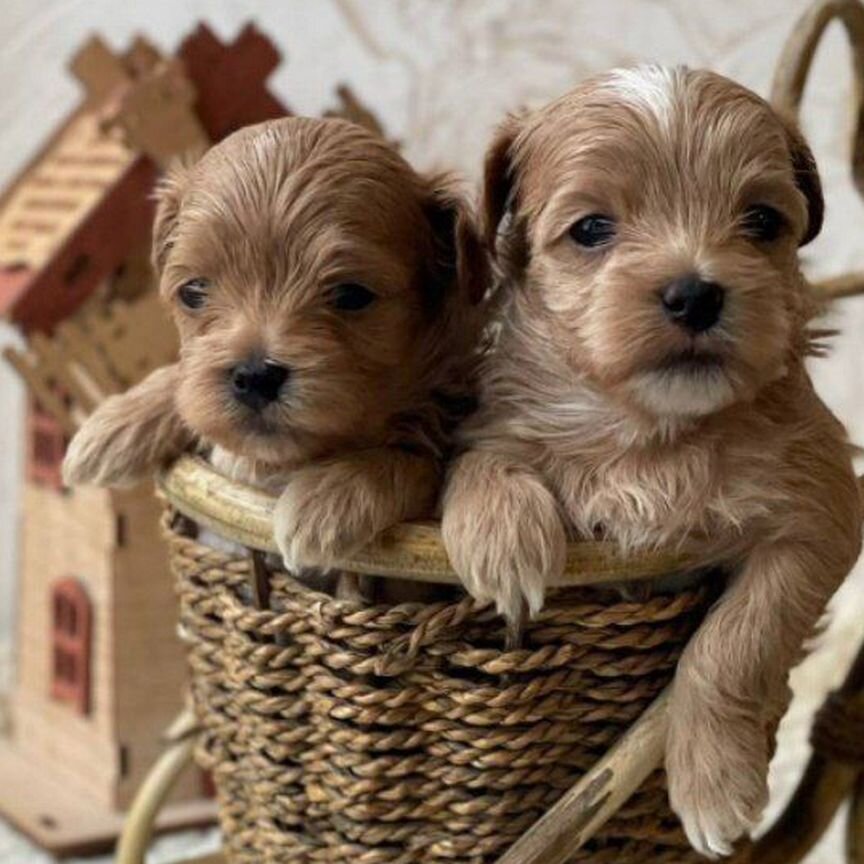 Мальтипу, щенок