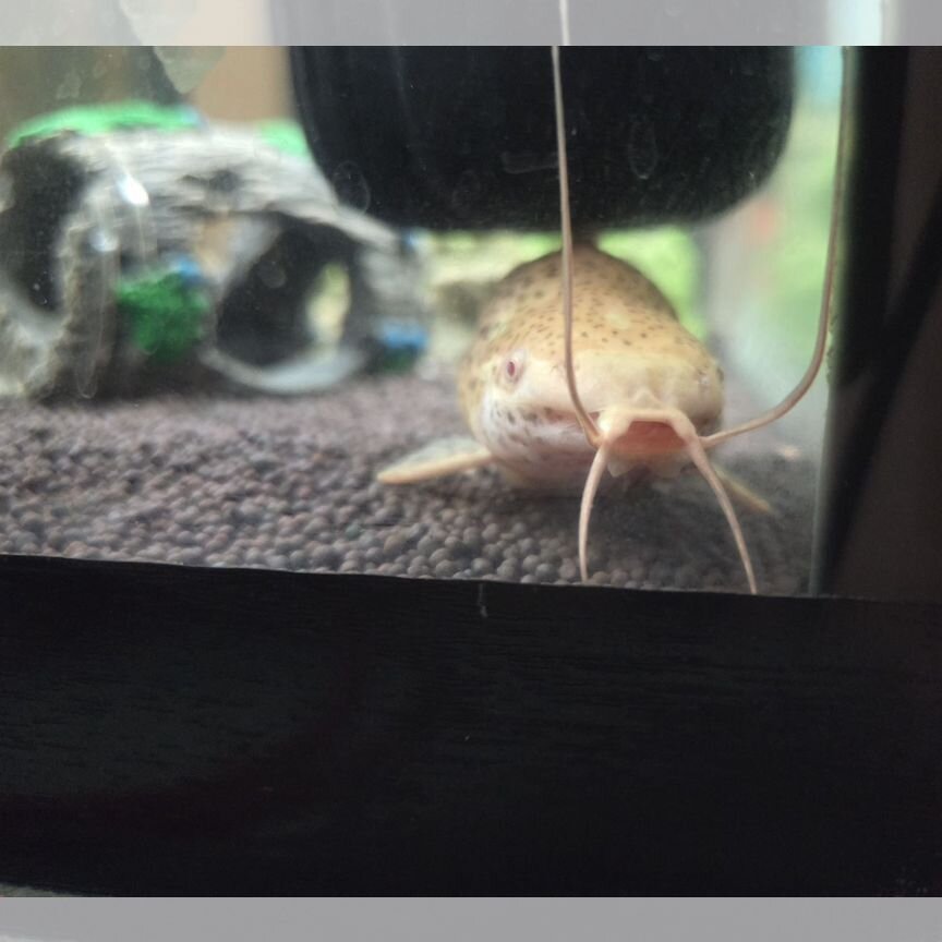 Сом таракатум