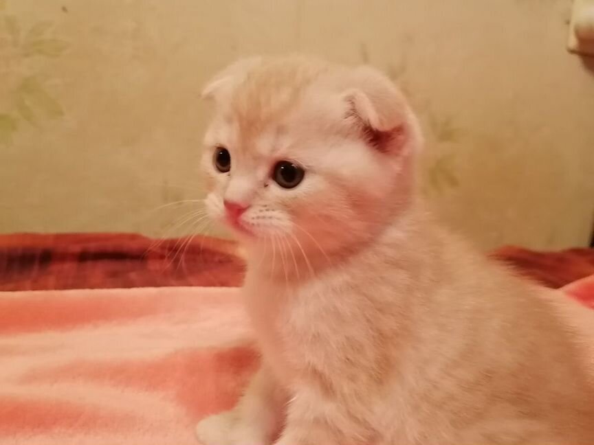 Шотланский вислоухий котик
