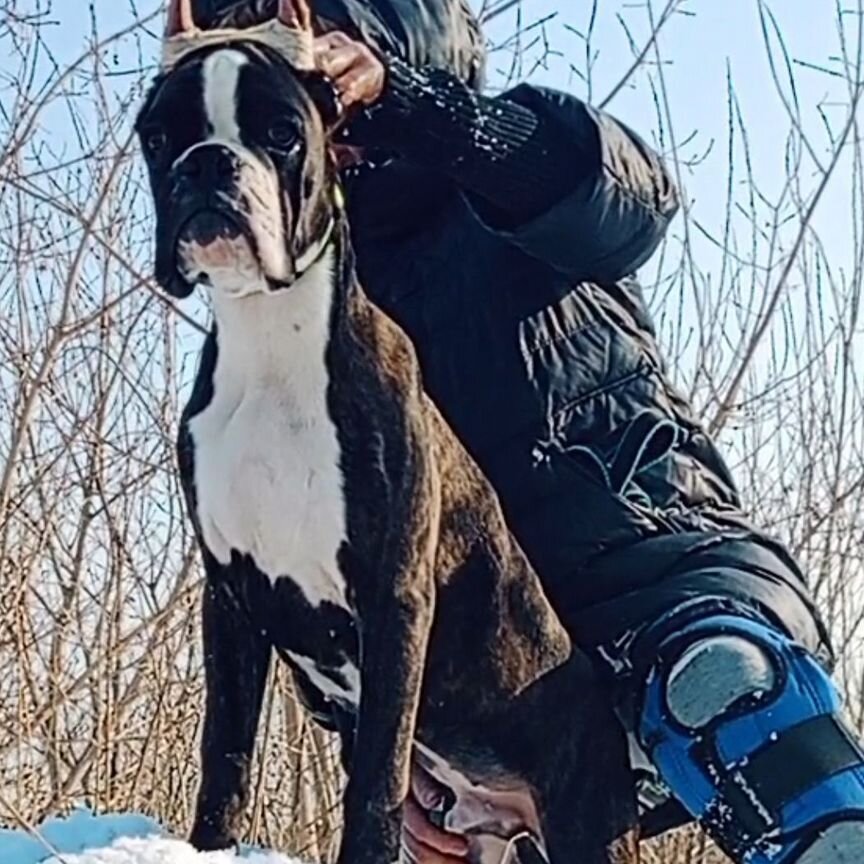 Немецкий боксёр щенок