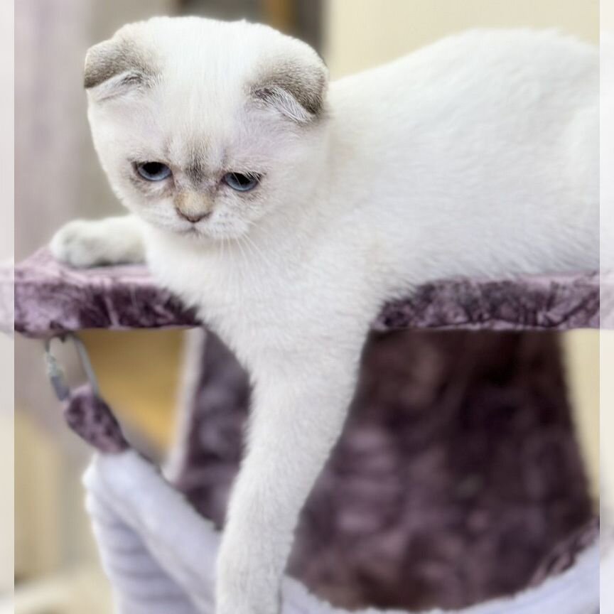 Шотландская вислоухая шиншилла