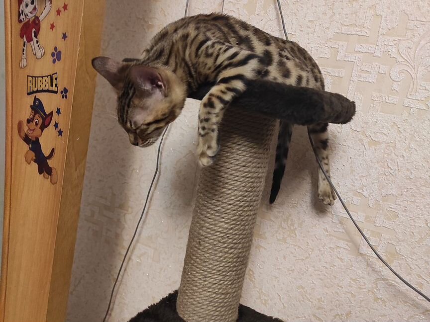 Продаю котёнка