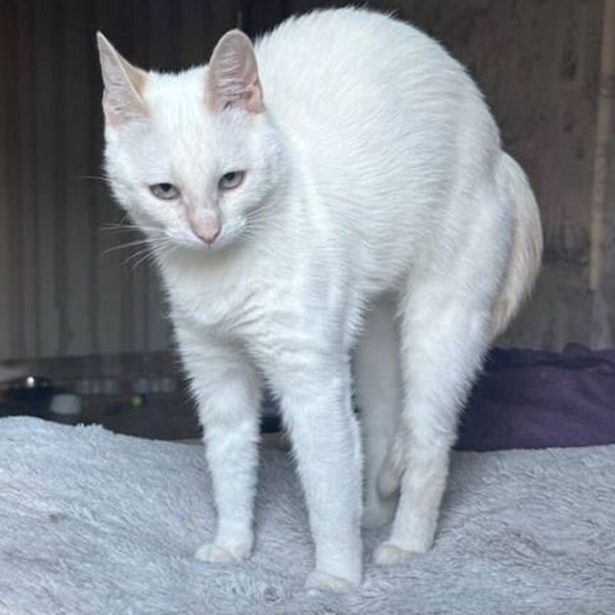 Взрослая, кошка в добрые руки