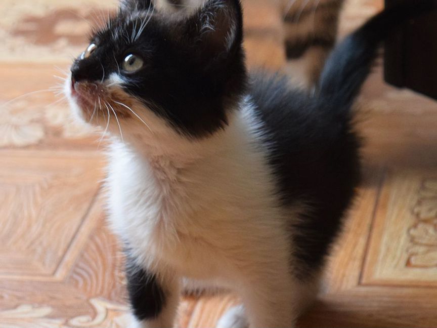 Котёнок мальчик очень ласковый ручной добрый