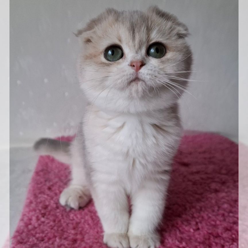 Шотландский мальчик голубое золото