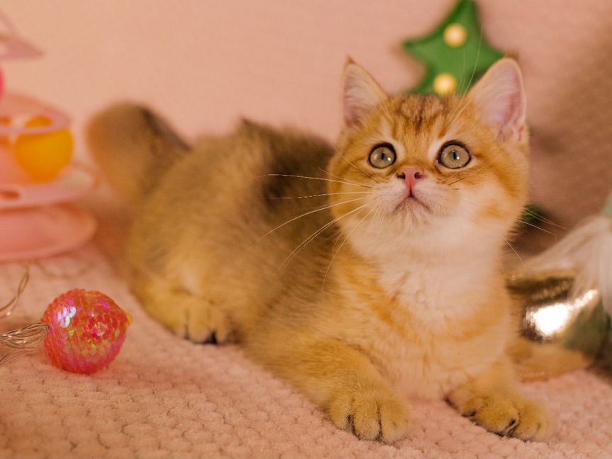 Британский котенок золотая шиншилла мальчик