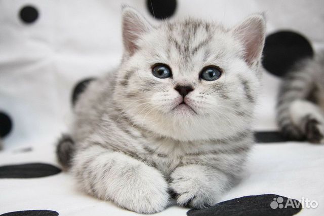 Британские котята вискас окрас