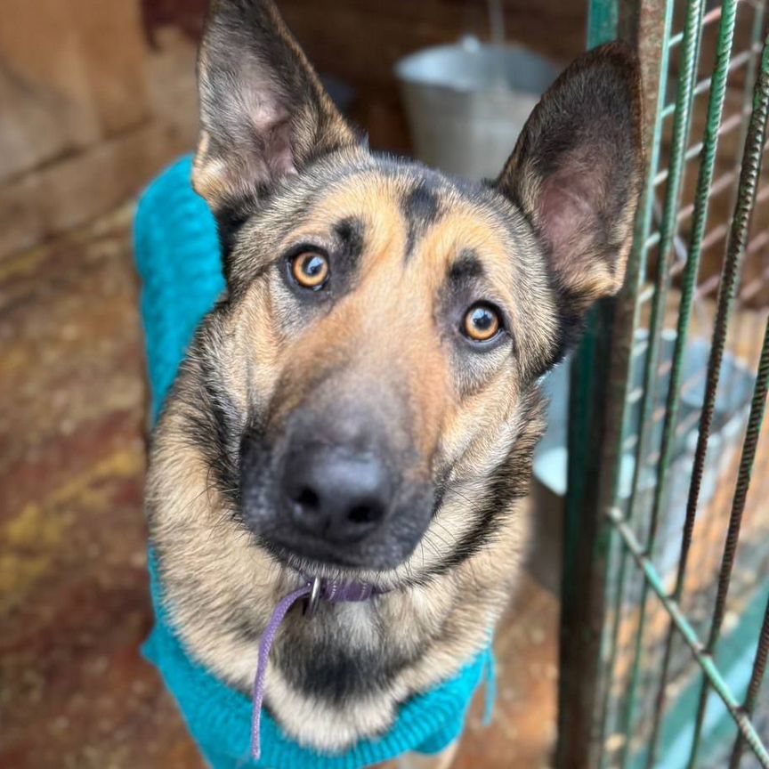 Щенок в добрые руки