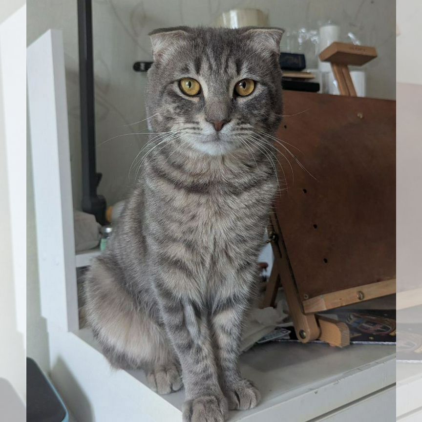 Взрослый кот в добрые руки