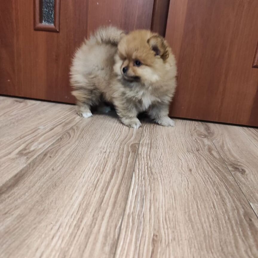 Померанский шпиц медвежьего типа