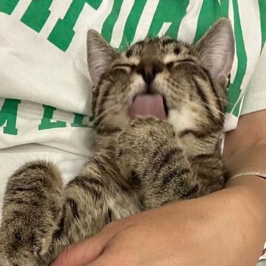 Ручные ласковые котята котик и кошечка в добрые ру