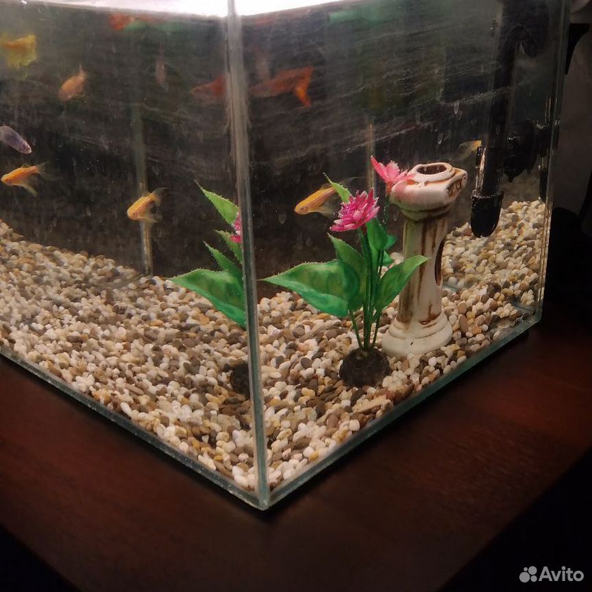Аквариум с рыбками