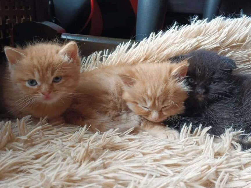 Кошка в дар бесплатно