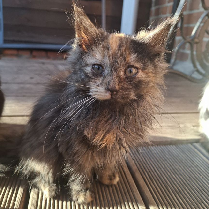 Котёнок в добрые руки