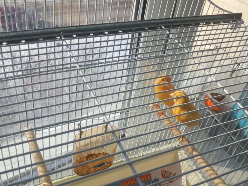 Канарейки (самочки)