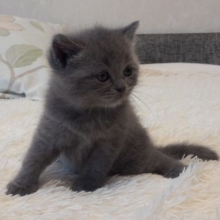 Шотландский вислоухий короткошёрстный котёнок