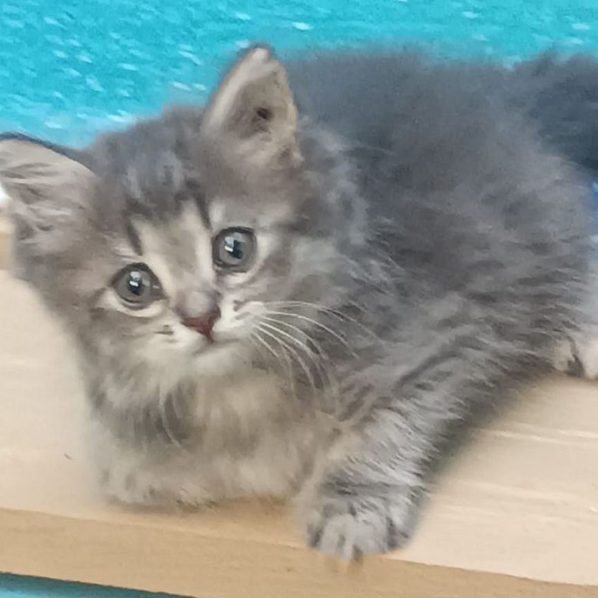 Британские котята