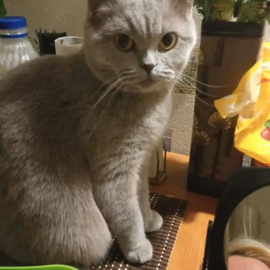 Шотландские кошки бесплатно