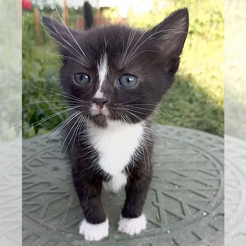 Котёнок в добрые руки
