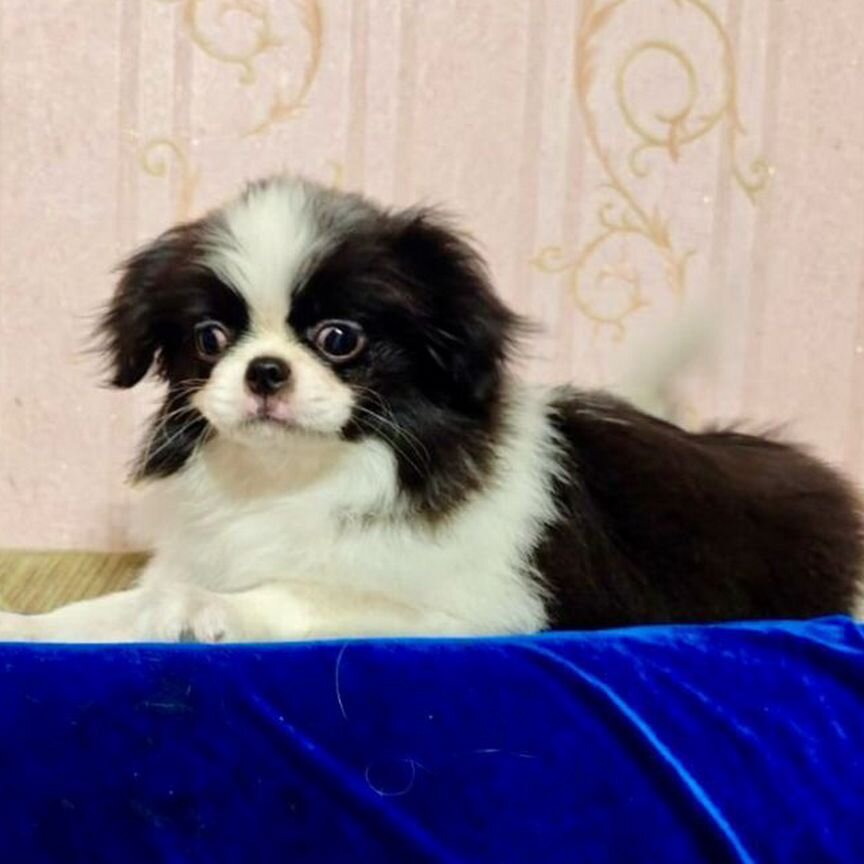 Мальчик Японского хина