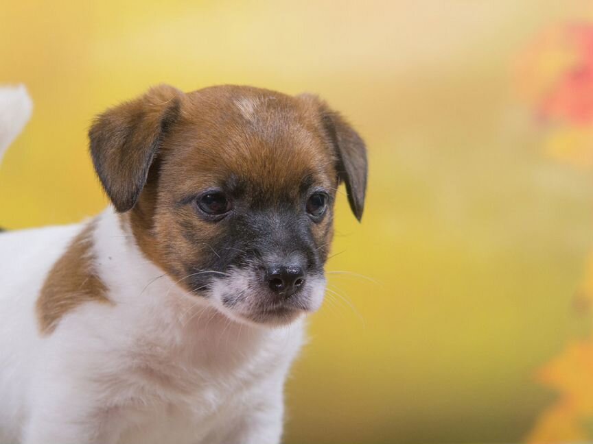 Джек рассел терьер, мальчик