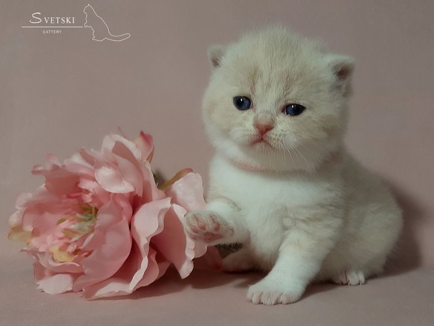 Британские котята