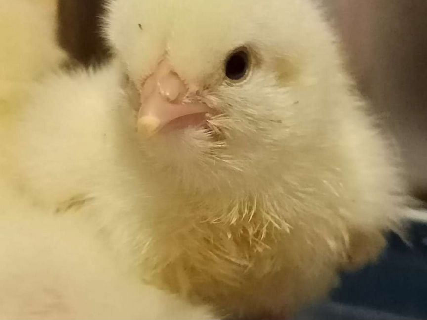 Суточные цыплята бройлера