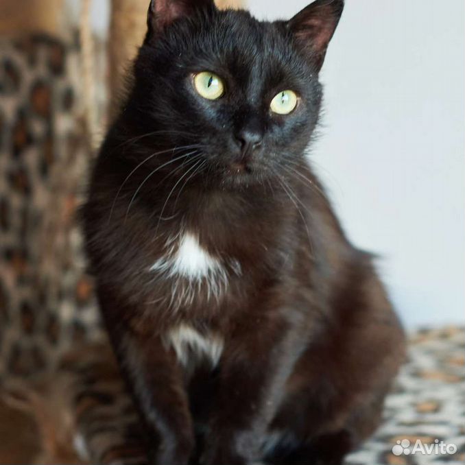 Васенька - лучший котик на свете