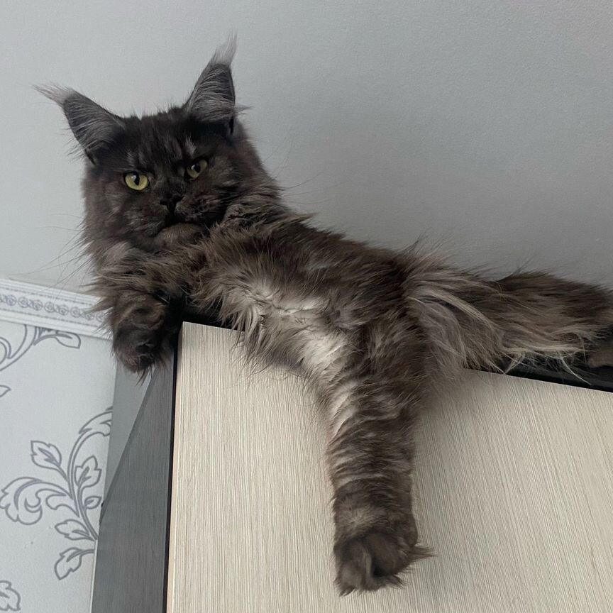 Кошечка Мейн-кун