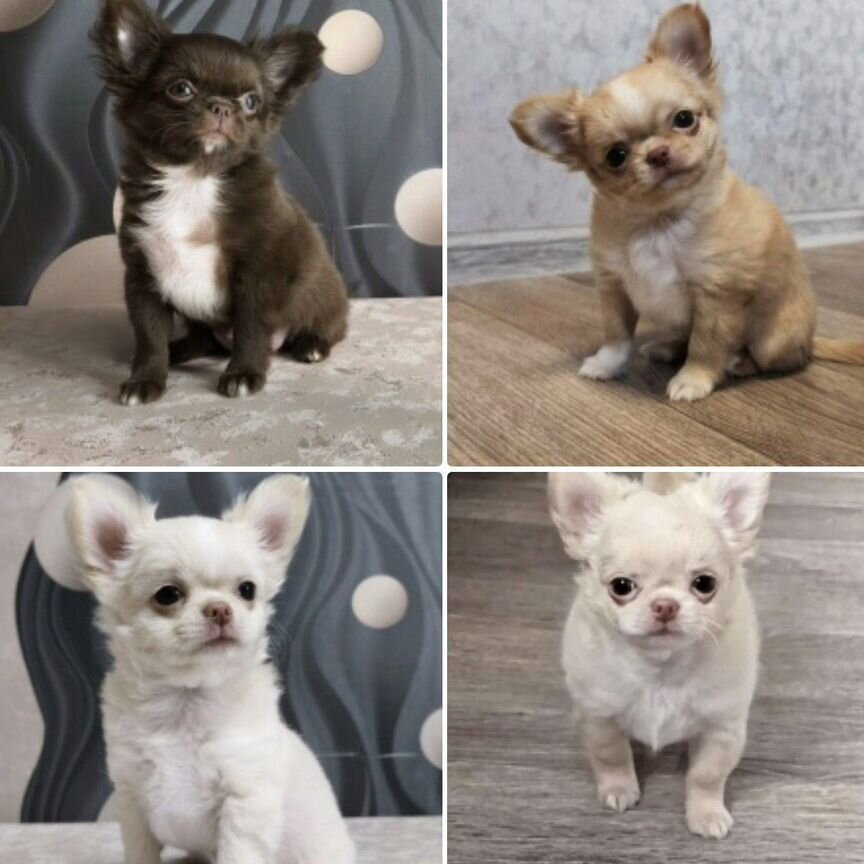 Чихуахуа, щенок