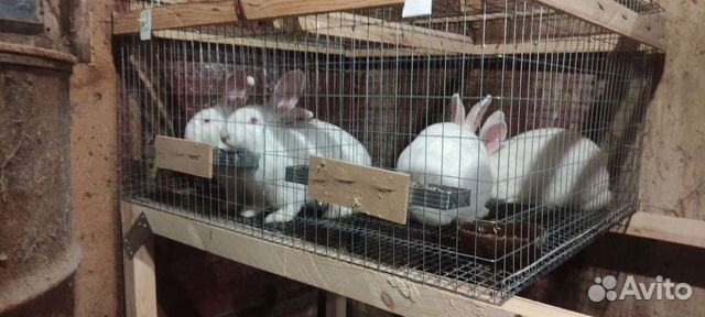 Кролики Белый Паннон