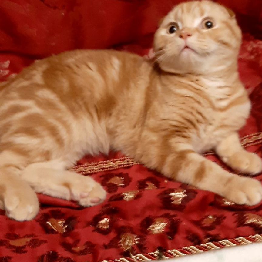 Шотландский вислоухий короткошёрстный котёнок
