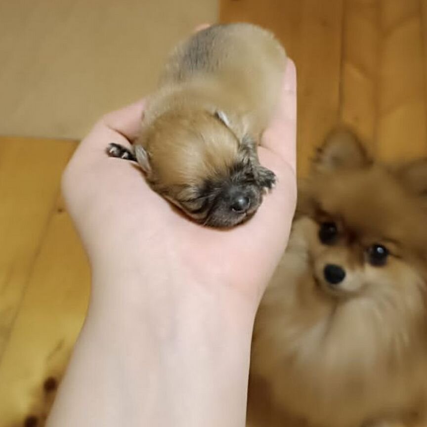 Шпиц