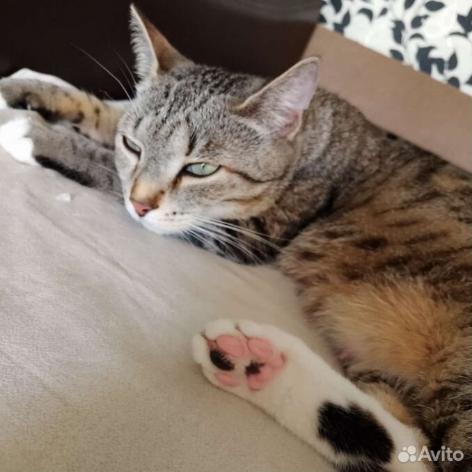 Кошка мышеловка с котёнком в свой дом Пермь