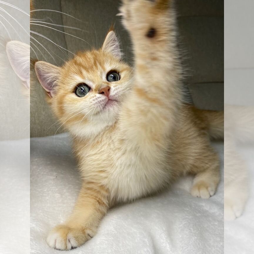 Британский короткошёрстный котёнок