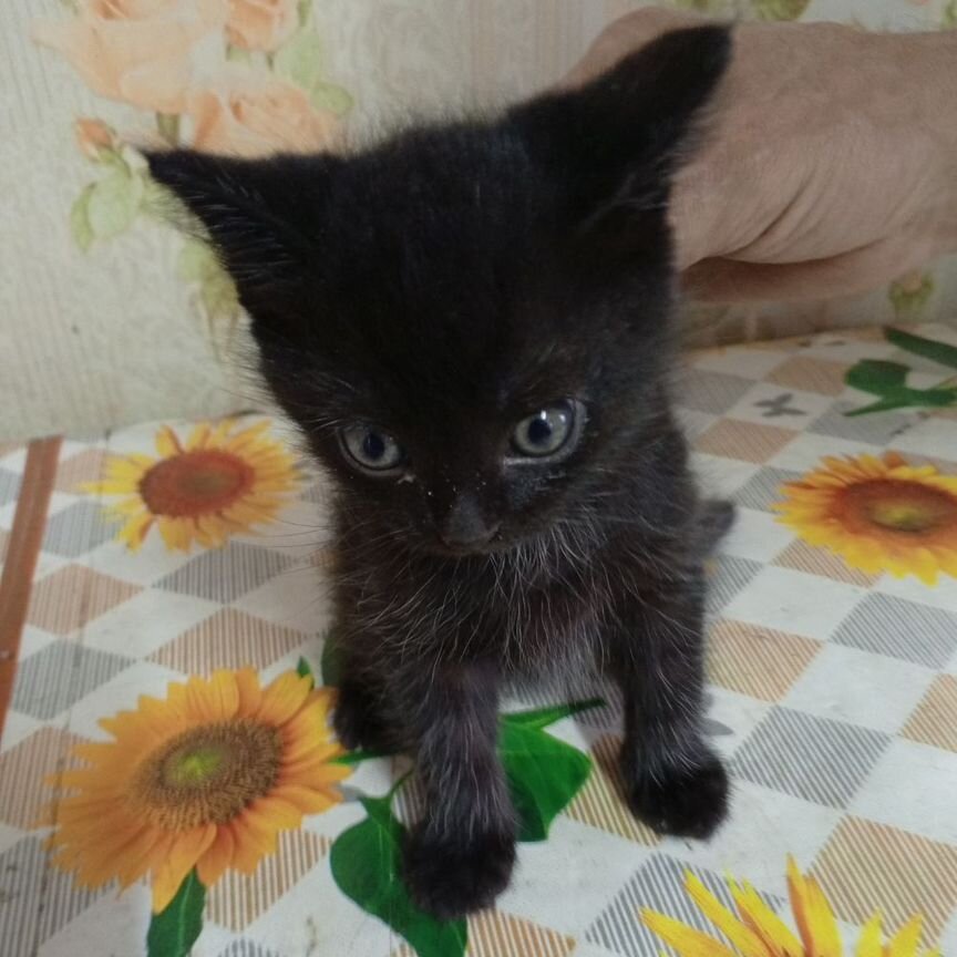 Петухи 3.5 месяца. Котик в добрые руки