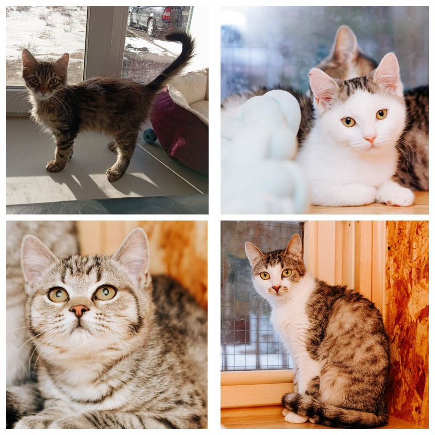 Котята в добрые руки