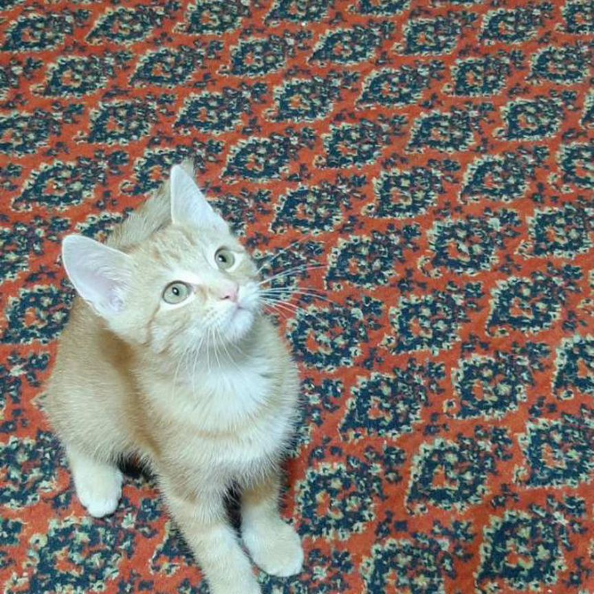 Котенок