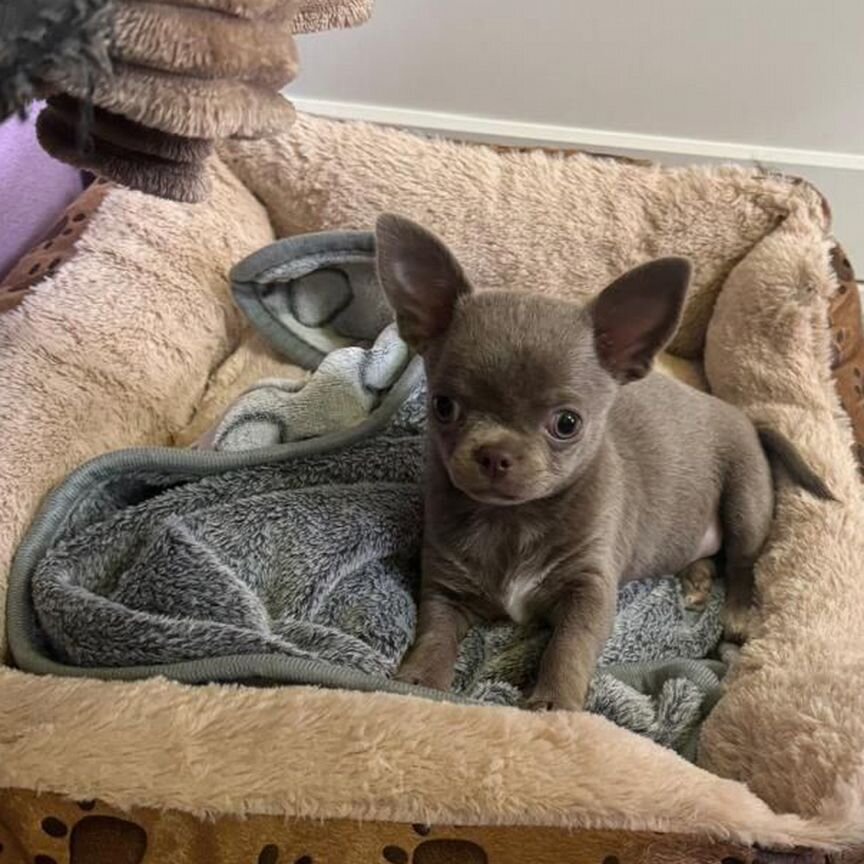 Чихуахуа мини