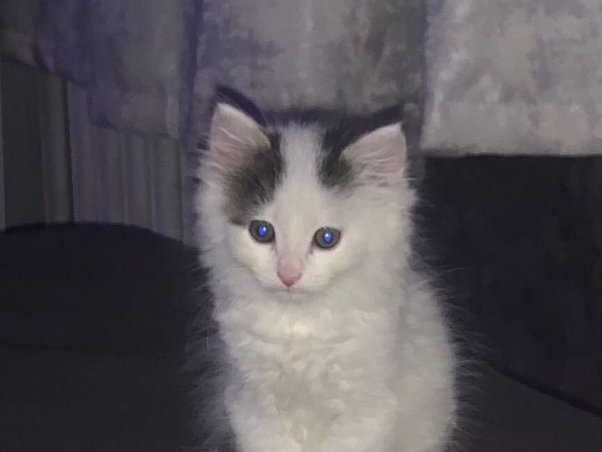 Котенок девочка