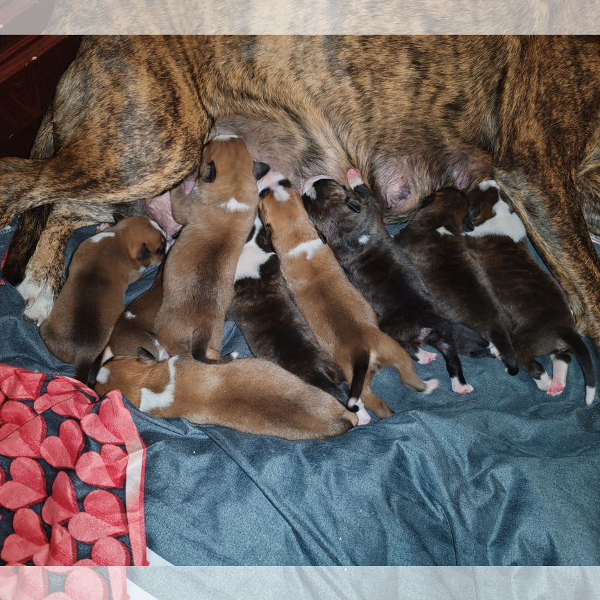 Американский стаффордширский терьер, щенок