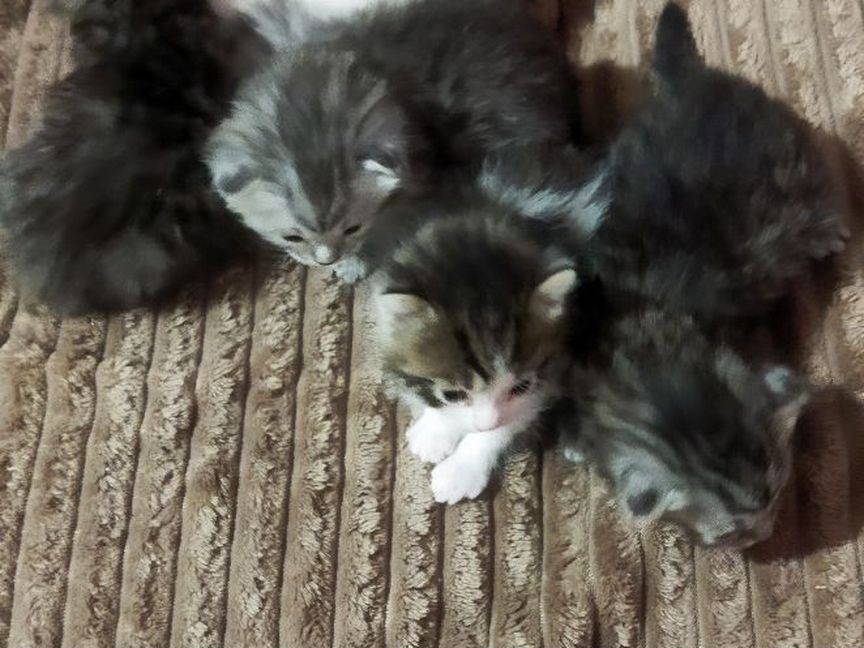 Шотландские котята