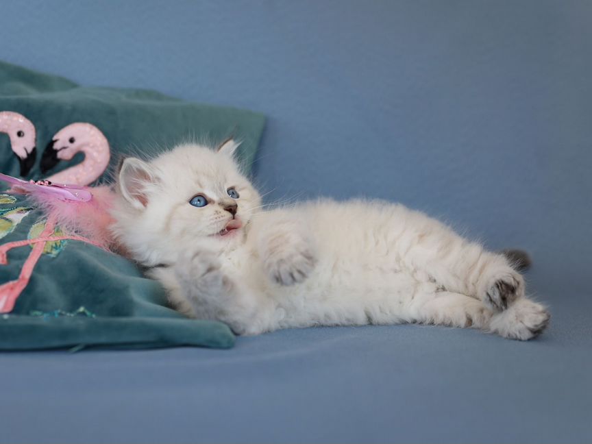 Невский маскарадный выставочные родители