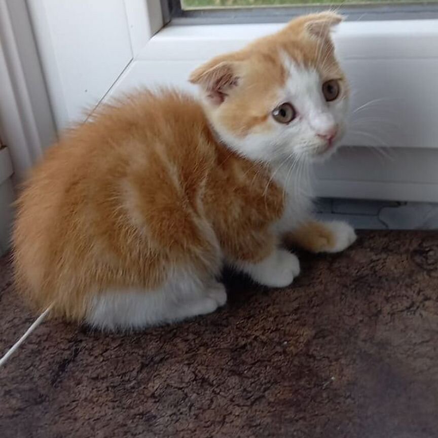 Вислоушки в дар