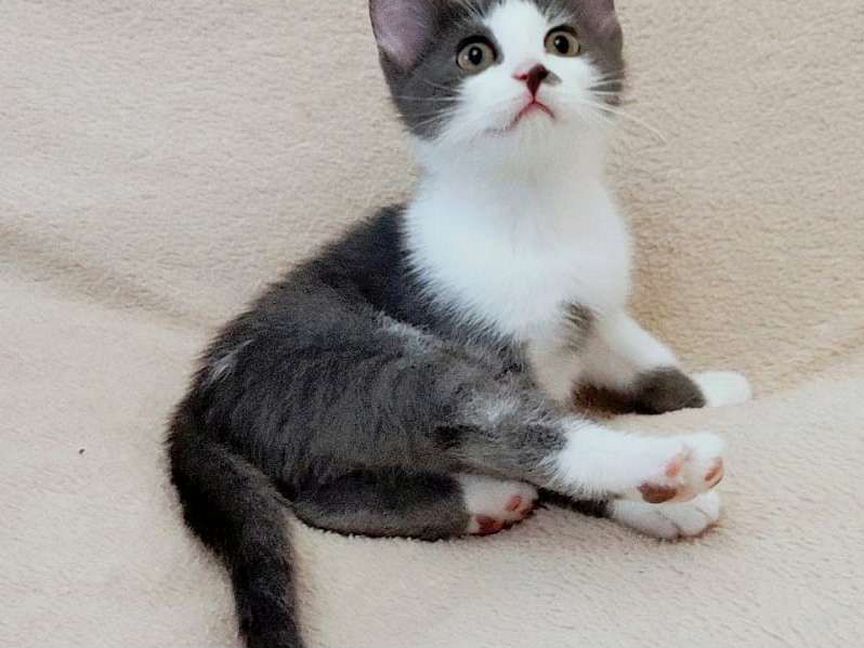 Милейший котенок с родинкой., 2,5 месяца