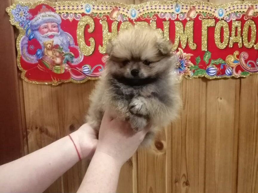 Померанский шпиц мини и стандарт