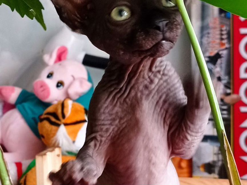 Канадский сфинкс