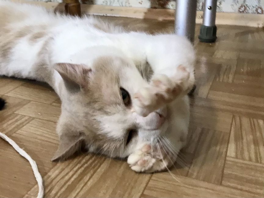 Чудный котик